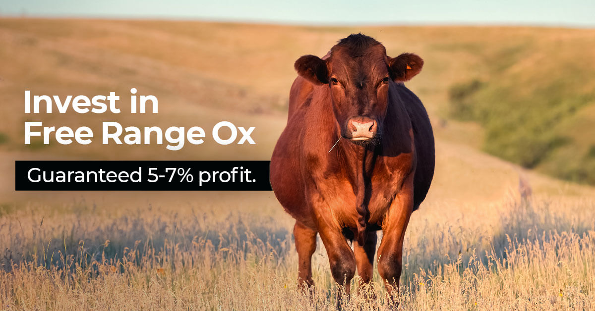 Free Range Ox - Livestock Wealth