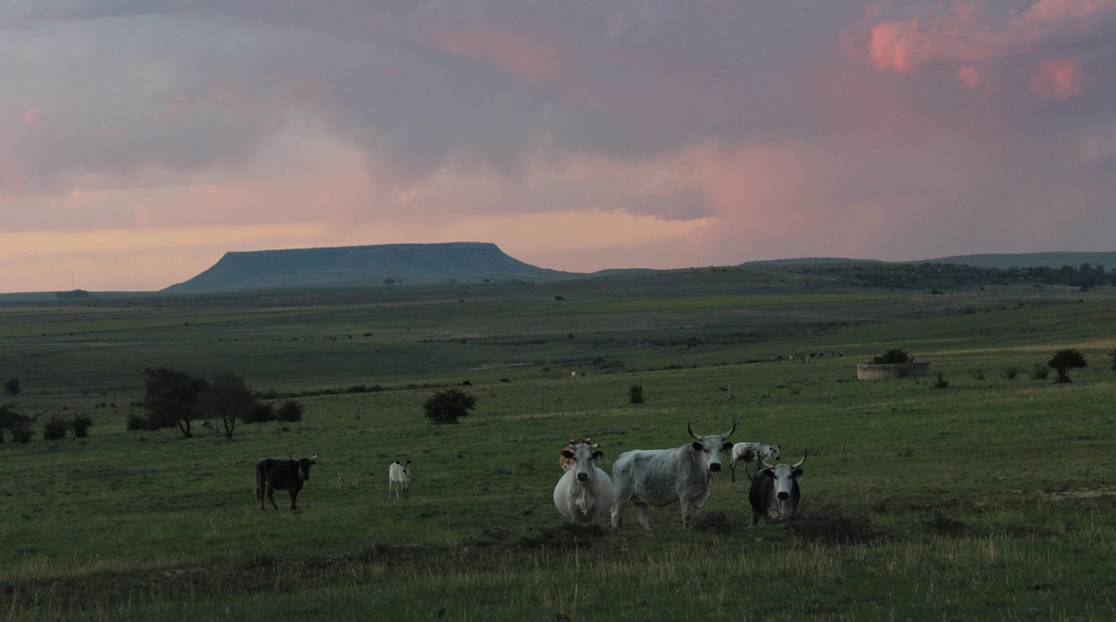 Africa Month - history of cattle documentary. - Livestock Wealth